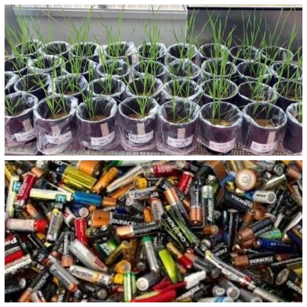 Bateritë shndërrohen në dhe për lule - BB Green kosova